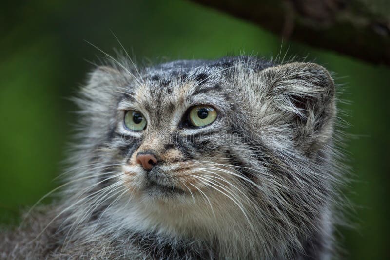 Pallas` S Kat Otocolobus Manul Stock Foto - Image of fauna, sluit: 86317182