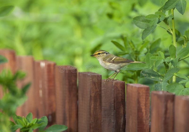 Phylloscopus Proregulus Stock Photos - Free & Royalty-Free Stock Photos ...