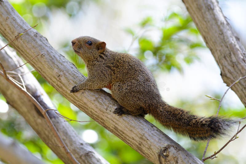 Squirrel or Small Gong, Small Mammals on Tree Stock Photo - Image of ...