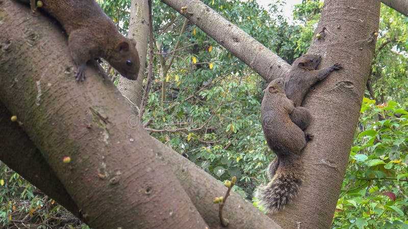 Pallas`s Squirrel Have Sex In The Tree Of The Daan Park Forest Taipei