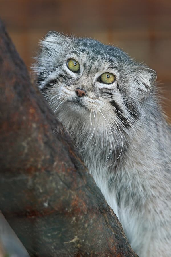 Pallaskat (Otocolobus Manul) Redactionele Stock Afbeelding - Image of ...