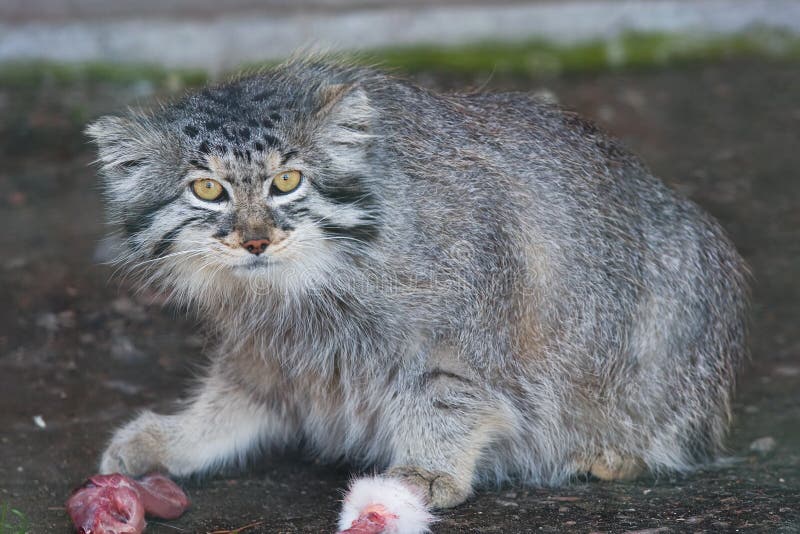 Pallaskat (Otocolobus Manul) Redactionele Stock Foto - Image of wild ...
