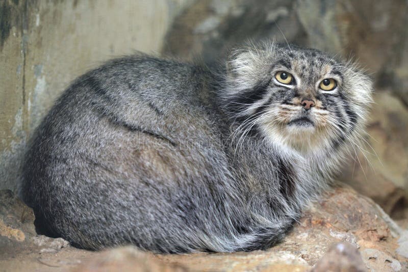 Pallas-` S Katze Otocolobus-manul Stockbild - Bild von veld ...