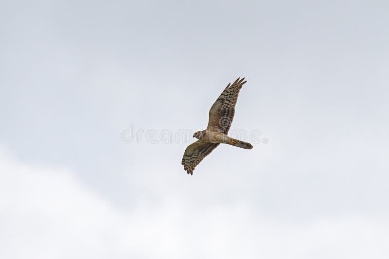 Pallid Harrier in Flight Mode Stock Image - Image of animal, harrier ...