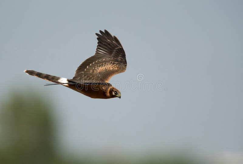 Pallied harrier in flight stock image. Image of bahrain - 202011833