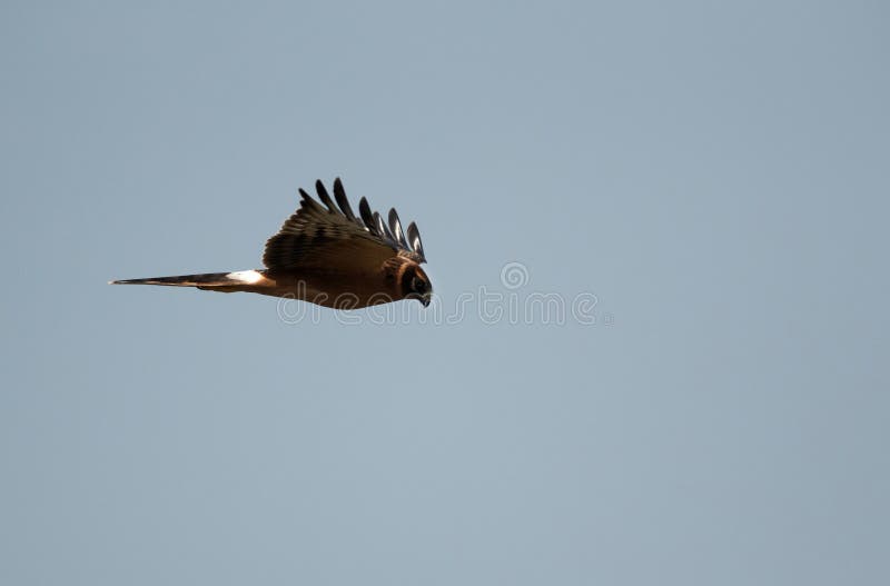 Pallied harrier flying stock image. Image of flying - 202011605