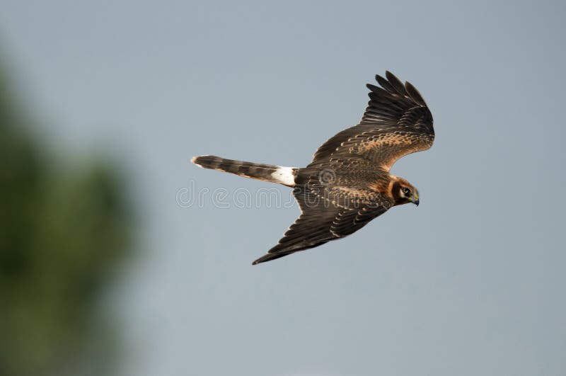 Pallied Harrier Stock Photos - Free & Royalty-Free Stock Photos from ...