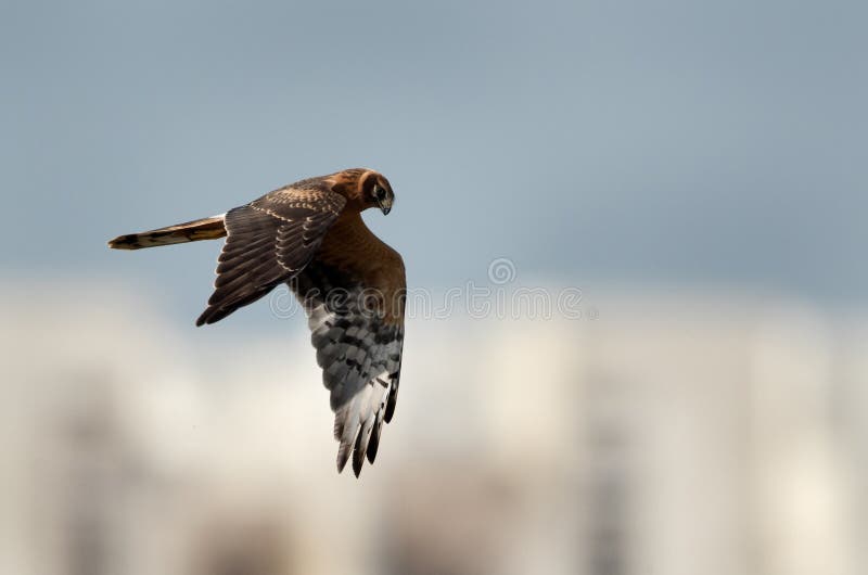 Pallied Harrier Looking Down in Flight Stock Photo - Image of bipedal ...