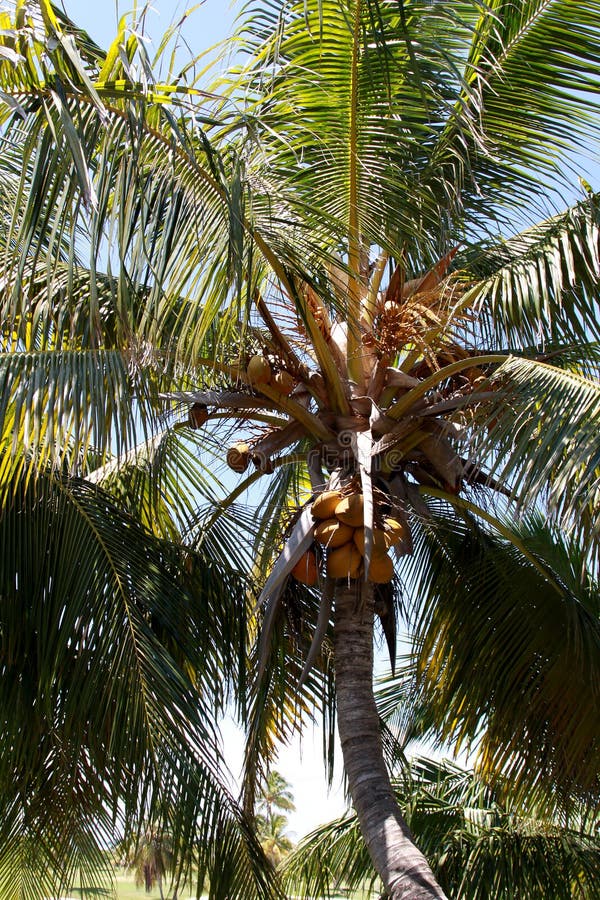 Palm stock photo. Image of palm, scenics, resort, shade - 10792158