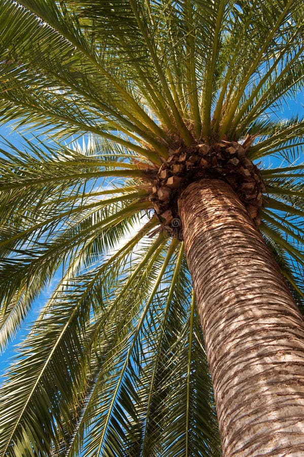 Date palm stock photo. Image of arabia, africa, tourism - 201762 Date palm stock photo. Image of arabia, africa, tourism - 201762