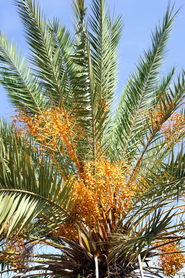 Red Dates Palm Tree Palms stock image. Image of kindle - 45059711