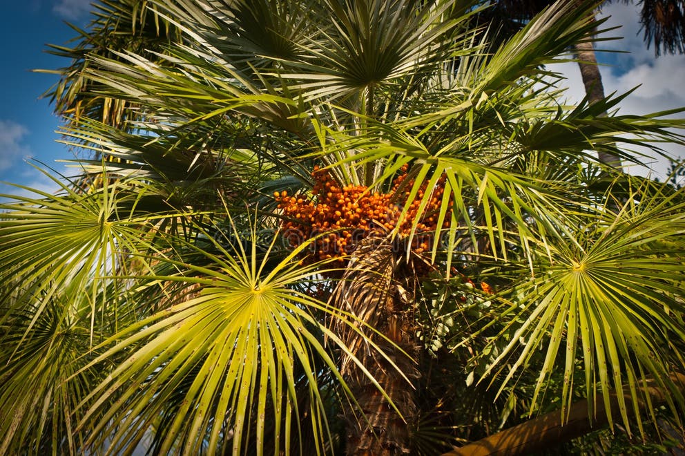 Palm stock photo. Image of traditional, emirates, leaf - 27623826