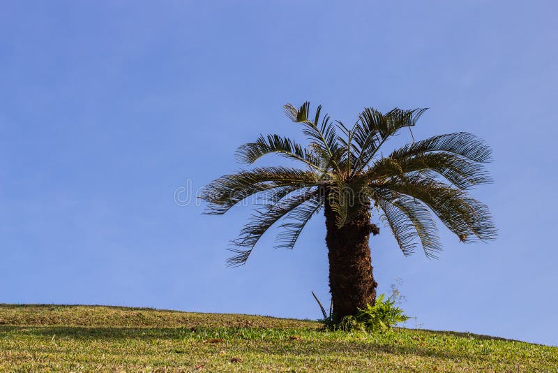 Palm stock image. Image of green, tree, plants, season - 38260005