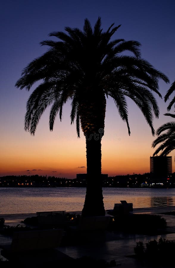 Palm stock photo. Image of like, year, sundown, motive - 4039692