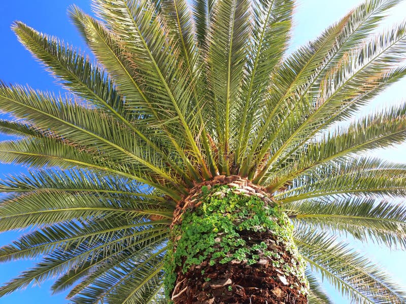 Palm stock photo. Image of peace, nature, leaf, beach - 5375874