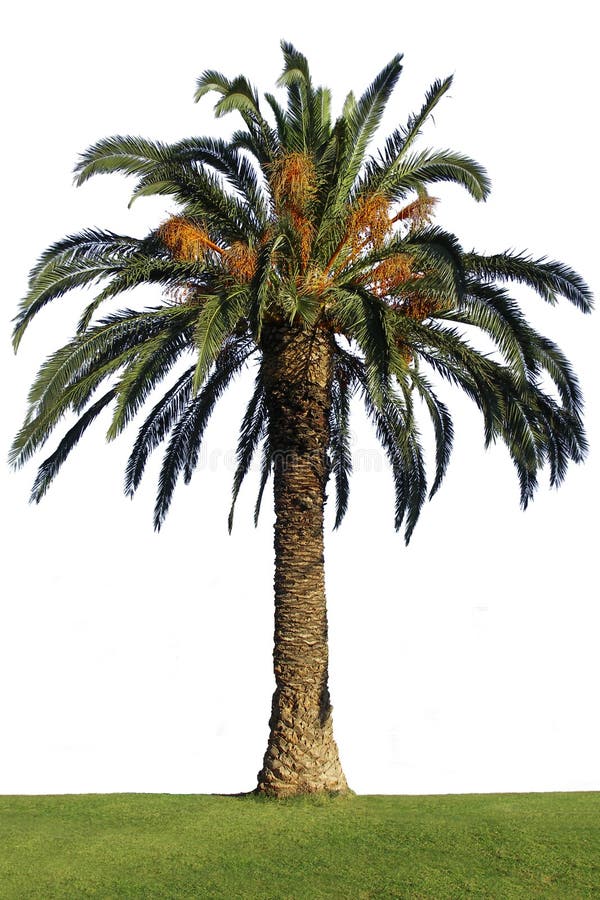 Bright Palm Tree Isolated on White Stock Image - Image of cutout ...