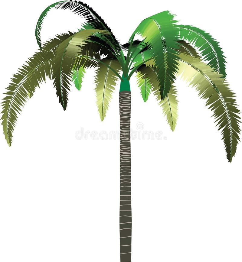 Palm stock vector. Illustration of lawn, outline, cutout - 9120062
