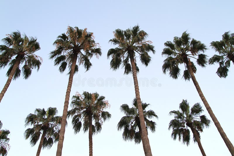 Palm fotografering för bildbyråer. Bild av väg, handflatan - 99688543