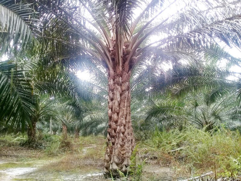 306 Abnormal Palm Stock Photos - Free & Royalty-Free Stock Photos from ...