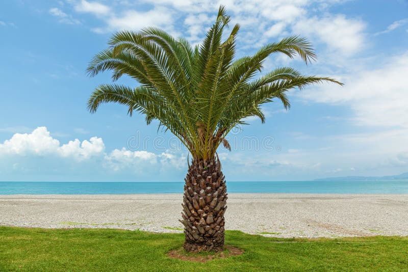 Empty Azure Coast with a Palm Tree. Stock Photo - Image of dream ...
