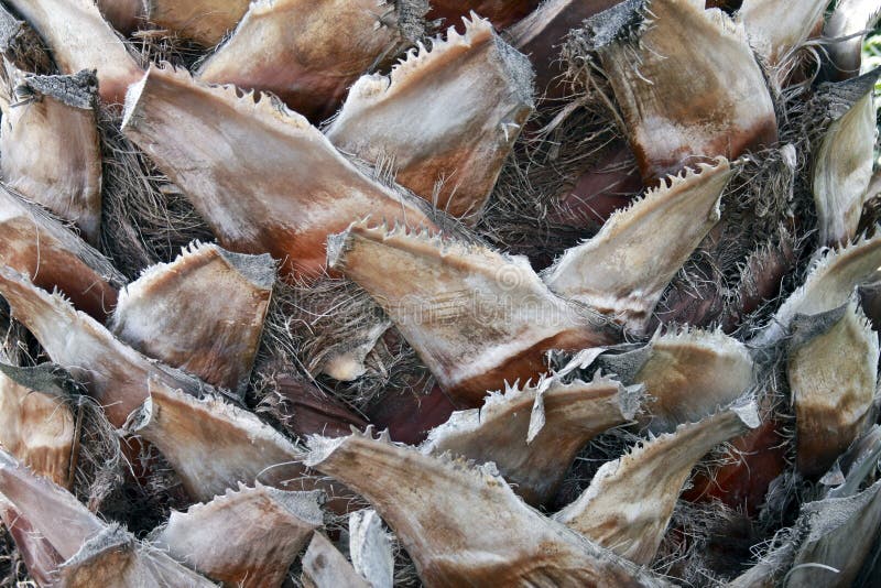 Palm bark background stock photo. Image of palm, picky - 18513162