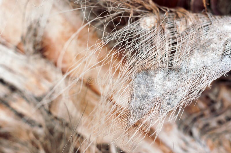 Palm Bark, Coir. Fibrous Strands Stock Image - Image of flakes, coir ...