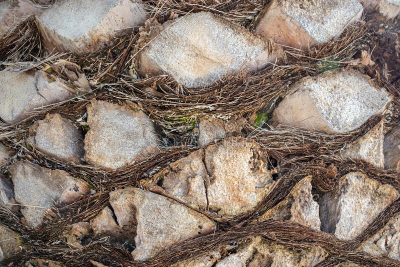Date Palm Bark stock image. Image of tropical, date, fiber - 24017167
