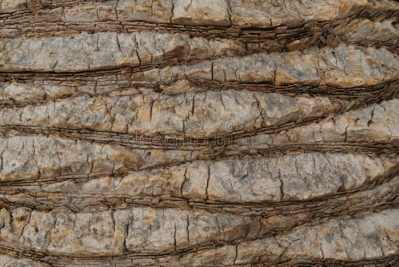 Palm bark texture stock image. Image of sport, close - 11255365