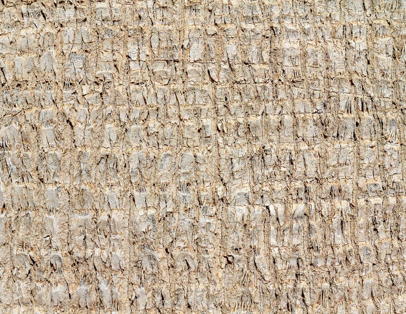Palm bark stock image. Image of cork, rough, texture - 48908063