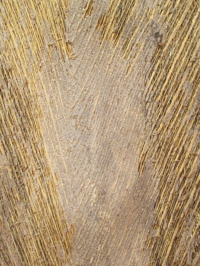 Palm. Bark Texture. Nature Background Stock Image - Image of trunk ...