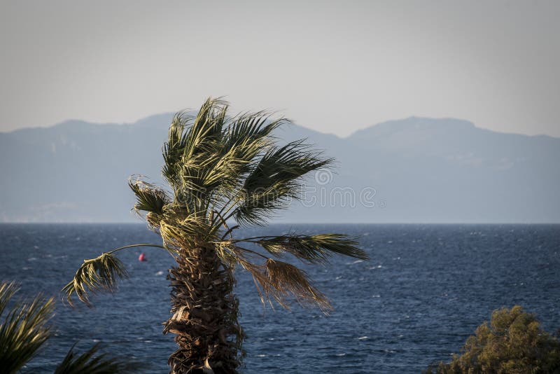 Palm on the Beach in a Strong Wind Stock Photo - Image of high, outdoor ...
