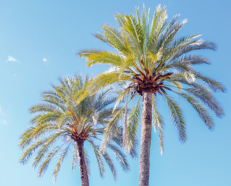 Palm Beach Tree with Blue Sky Background Stock Image - Image of color ...
