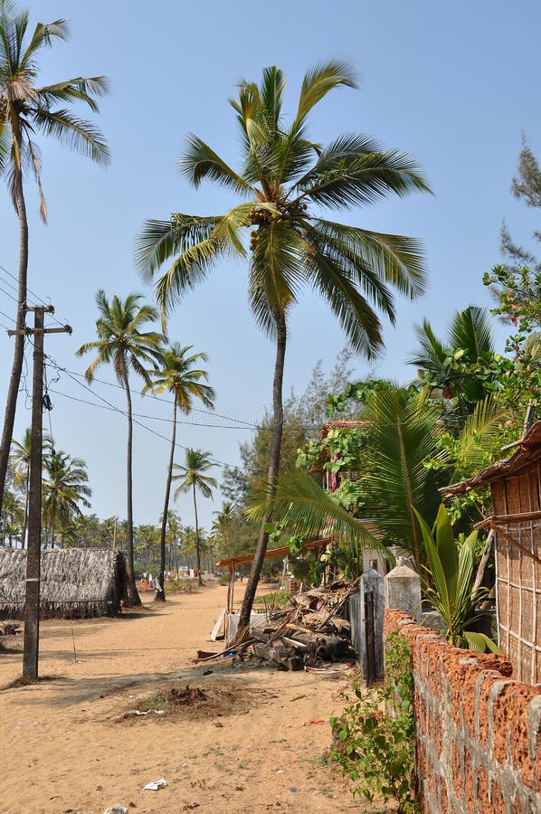 Palm beaches Goa editorial image. Image of paradise, relaxation - 61182065