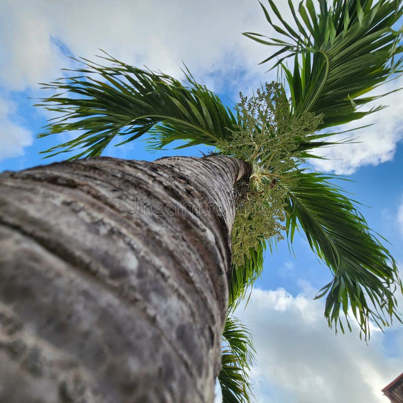 Palm the Bracho tallo stock image. Image of bracho, produce - 373997071