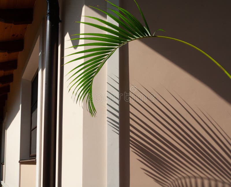 Palm Branch Casts Interesting Shadow on Wall Stock Image - Image of ...