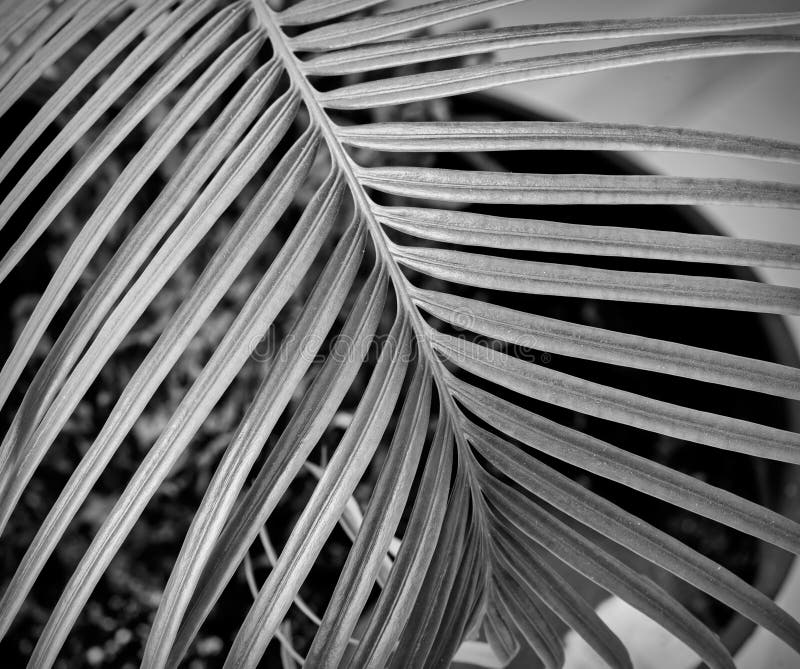 A Palm Branch Grows in a Greenhouse Stock Photo - Image of iron, wood ...