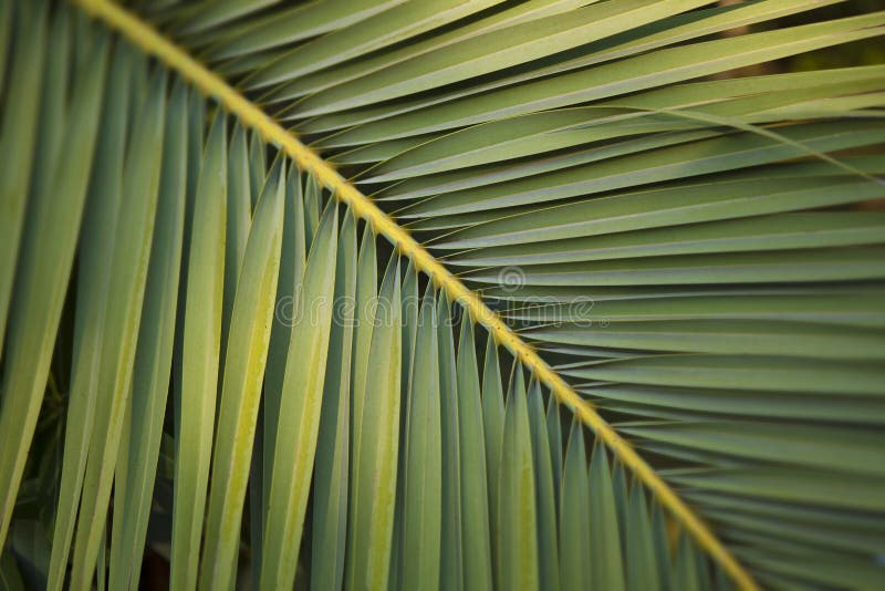 Palm branch stock photo. Image of horizontal, closeup - 32616042