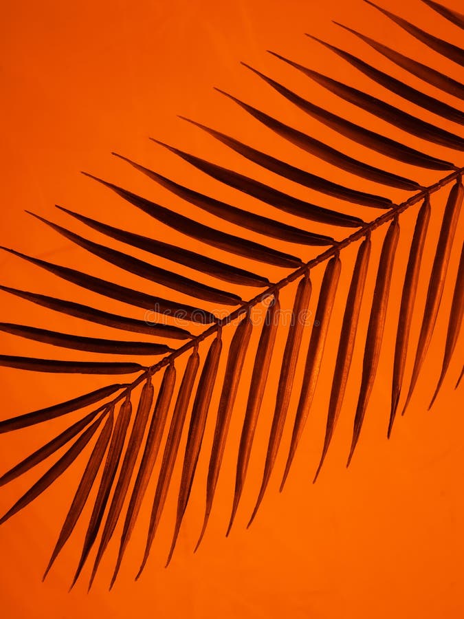Palm Branch on Orange Background. Tropical Palm Branch Silhouette Stock ...