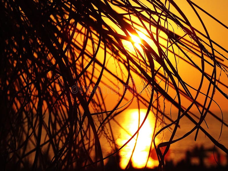 Palm Branch Silhouette at Sunset. Stock Photo - Image of palm, colorful ...