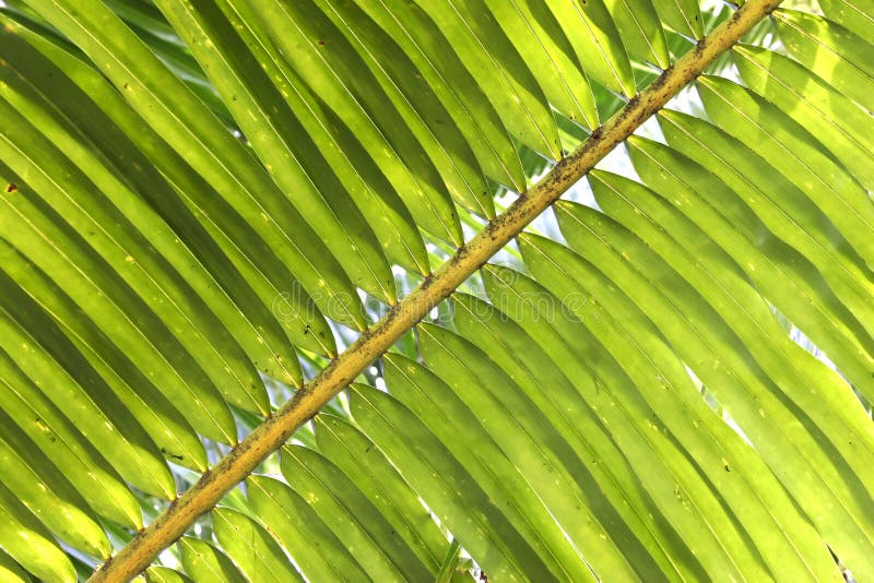 Palm branch stock photo. Image of forrest, light, palm - 88017058