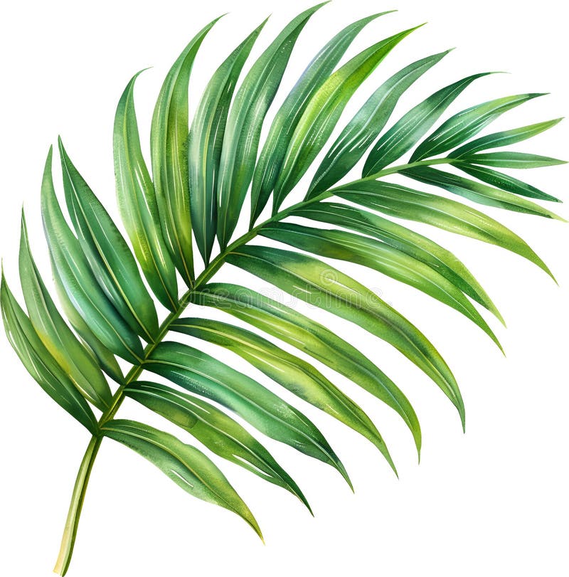 Palm Branch Watercolor Clipart Stock Image - Illustration of spring ...