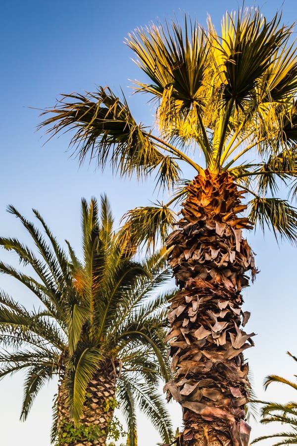 Palm branches stock image. Image of background, green - 197759857