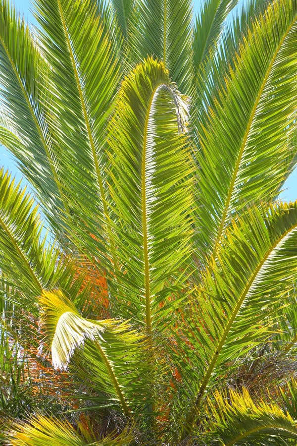 Palm Branches in Bright Light Stock Photo - Image of botany, branch ...