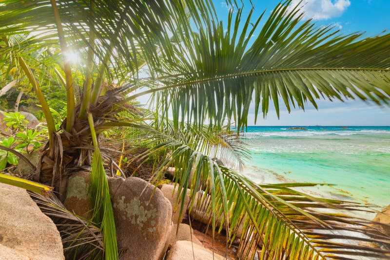 Palm Branches and Rocks Under a Blue Sky Stock Photo - Image of beach ...
