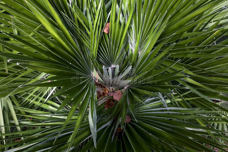 Palm Branches Seen Up Close Stock Image - Image of detail, leaves ...