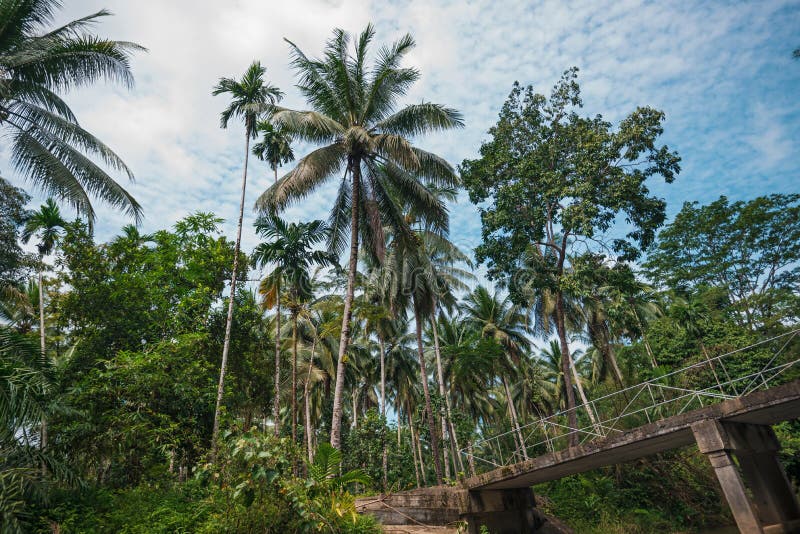 Palm and bridge stock image. Image of landscape, summer - 126861413