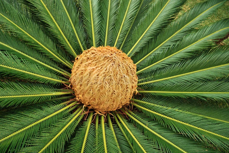 Palm bud stock photo. Image of leaves, cluster, abstract - 11830764