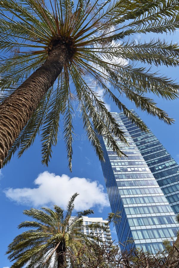 Palm with Building. Italy. Rom. Sunny Day Stock Image - Image of ...