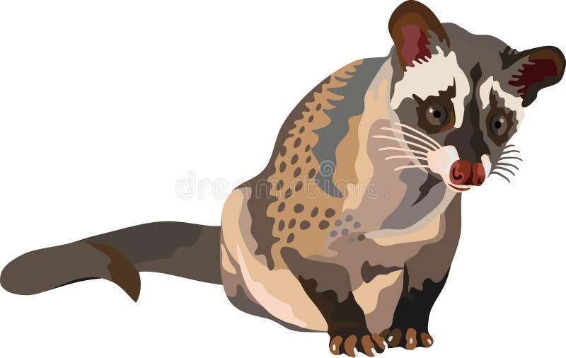 Palm Civet Mammal Animal Vector Stock Vector - Illustration of head ... Palm Civet Mammal Animal Vector Stock Vector - Illustration of head ...