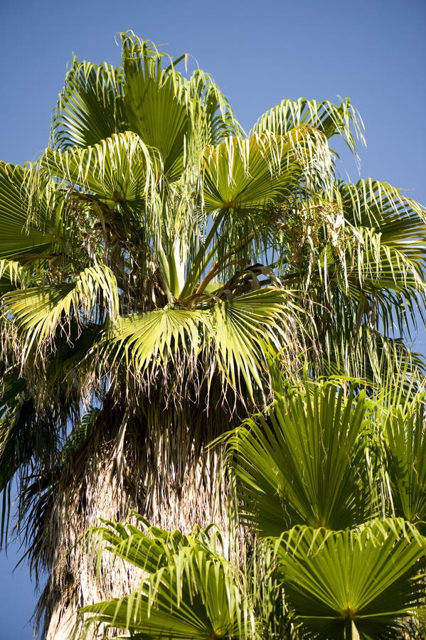 Palm close up stock photo. Image of sunny, coconut, nature - 16974436